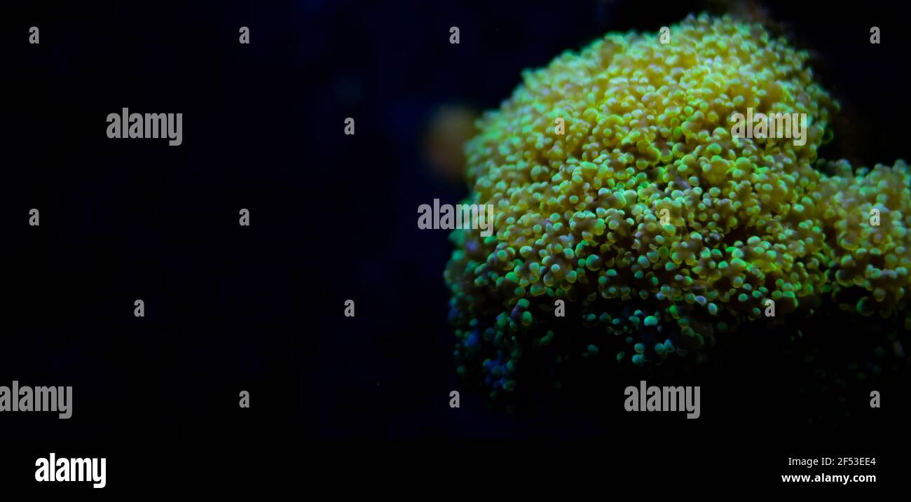 Euphyllia divisa, frogspawn coral.Green color with dark black background Stock Photo - Alamy