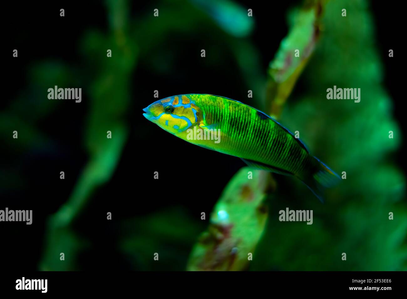 Sunset Wrasse fish close up in a saltwater aquarium Thalassoma ...