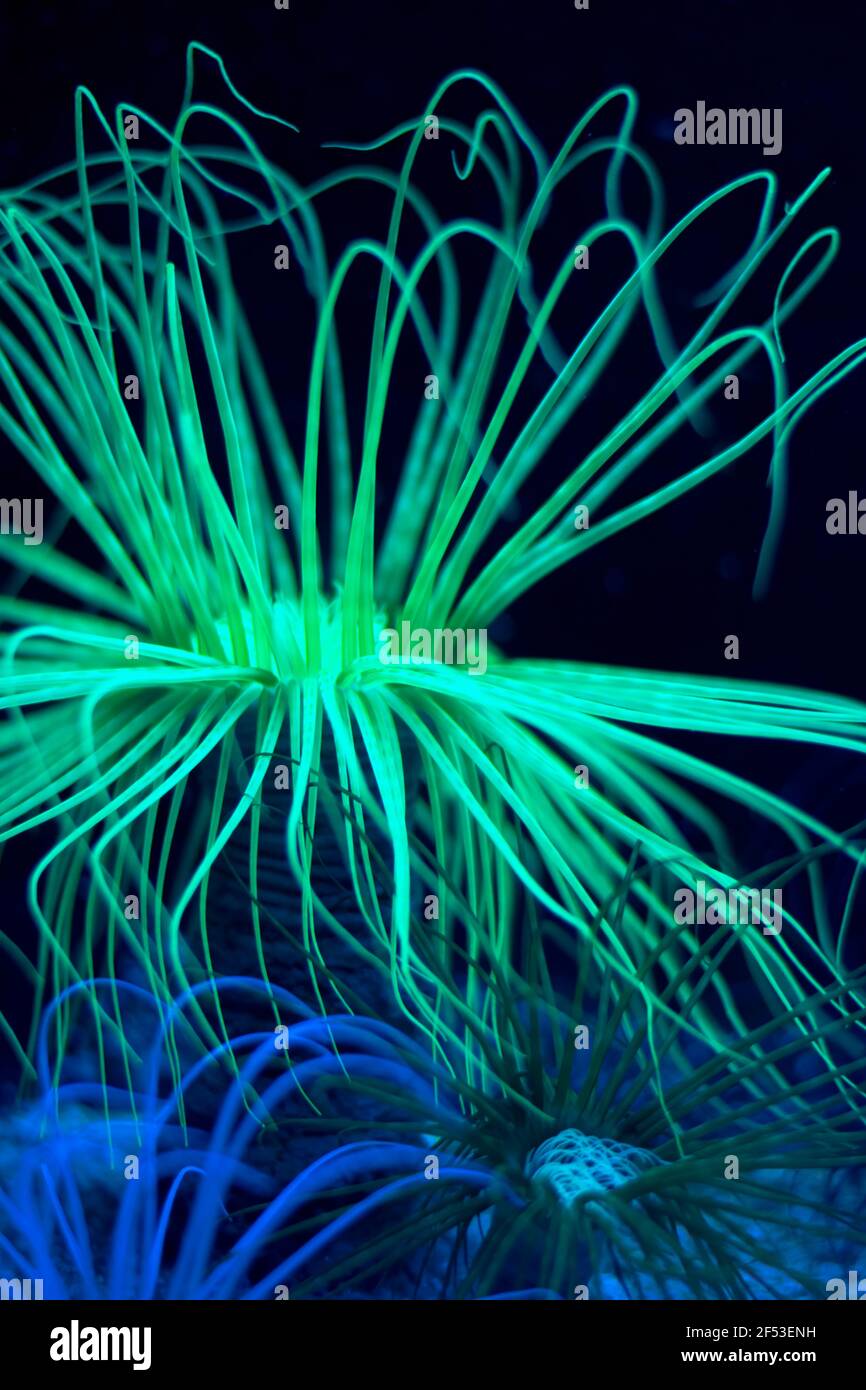 Bio movement hi-res stock photography and images - Alamy