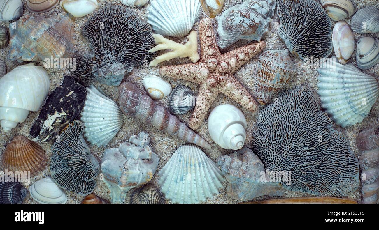 Top view of different types of sea shells sea star corals on sand Stock ...