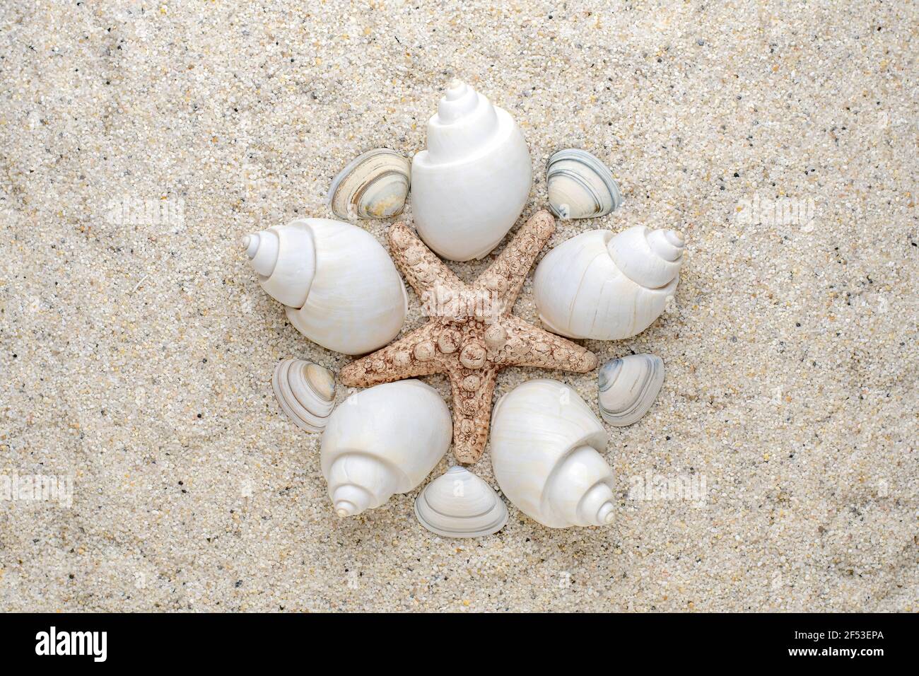 Sea shell arranged in shapes on sand as a Circle Stock Photo - Alamy