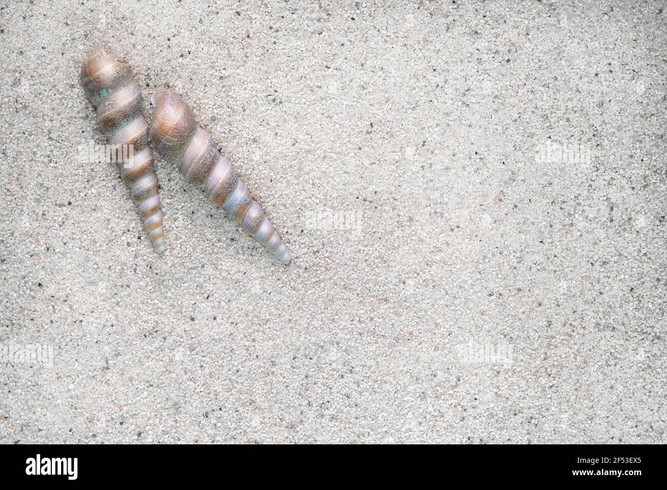 Tan spiral shell hi-res stock photography and images - Alamy