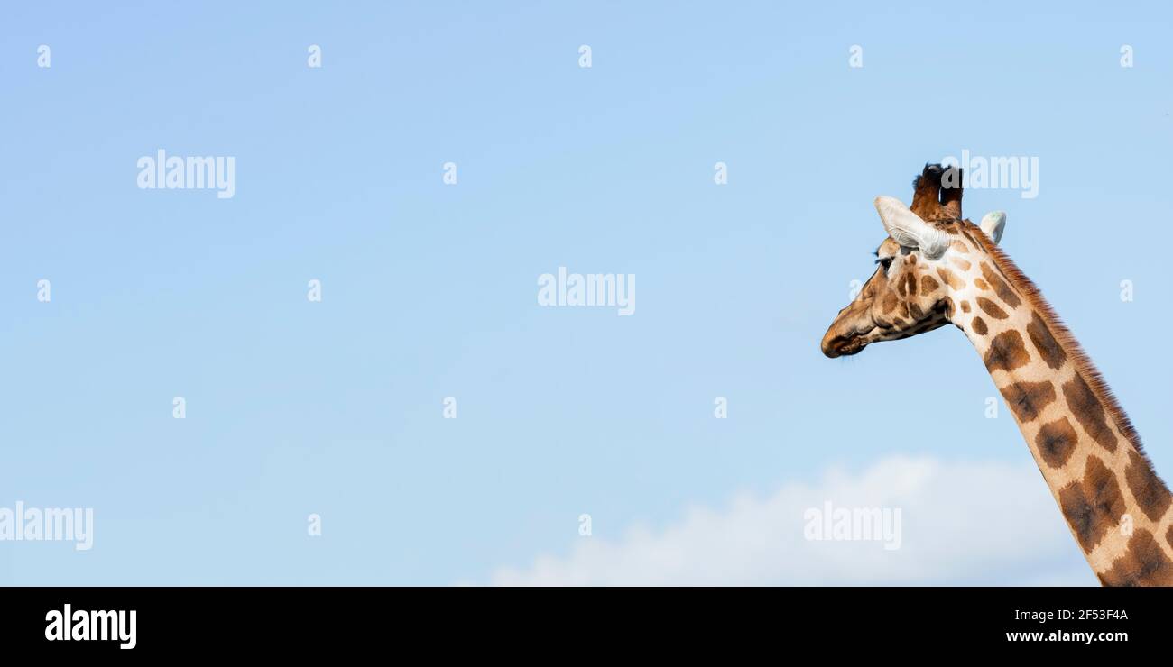 Giraffe head front face portrait in day against blue sky Stock Photo ...