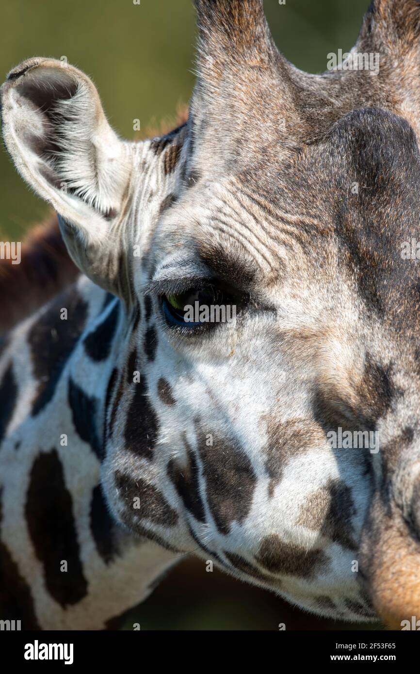 Half life cloud eye hi-res stock photography and images - Alamy