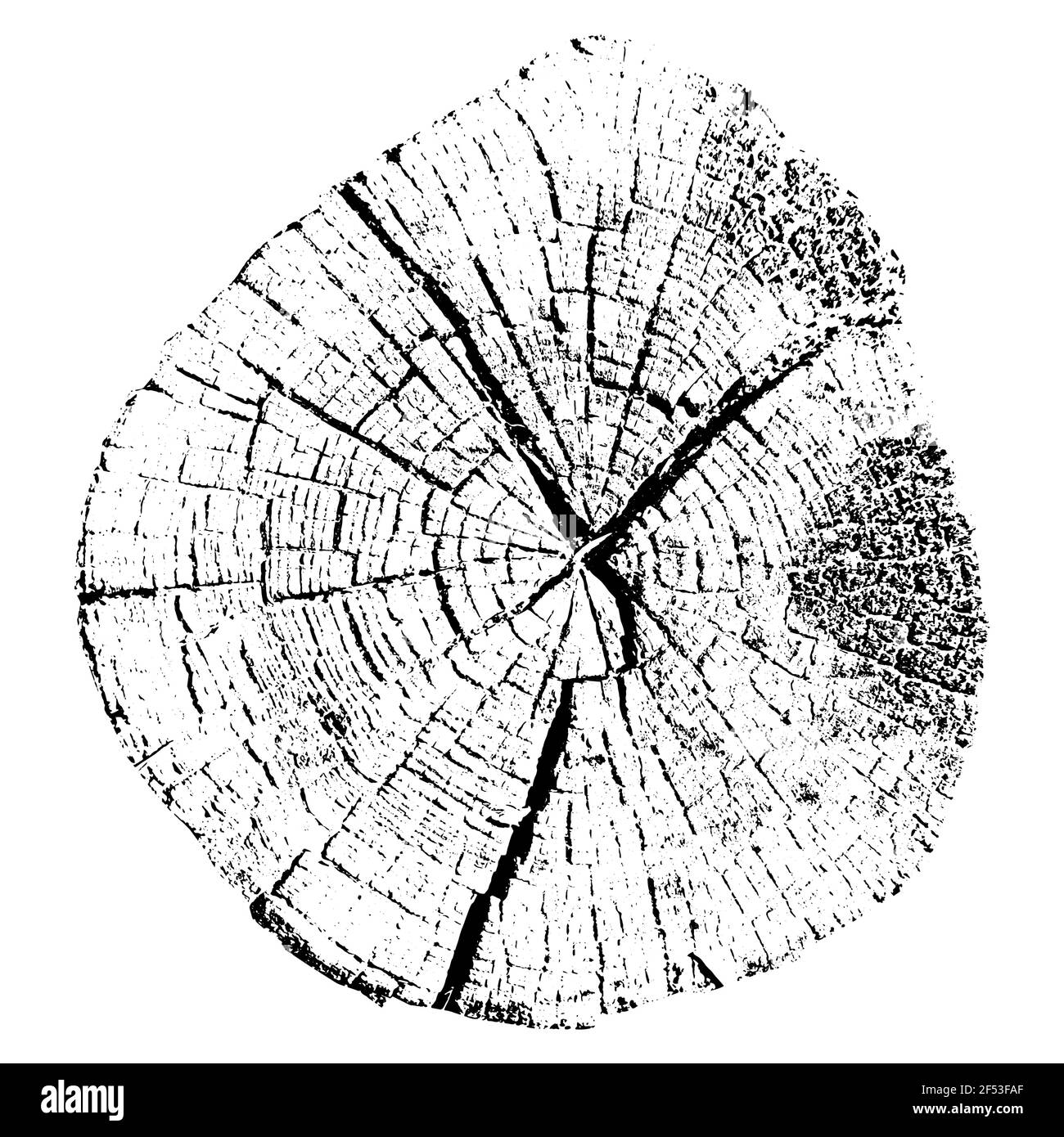 Tree growth rings. Natural cut wood. Trace vector illustration Stock ...