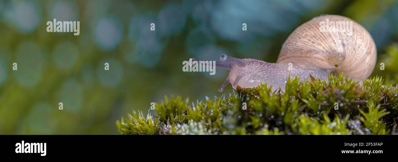Slug shell hi-res stock photography and images - Alamy