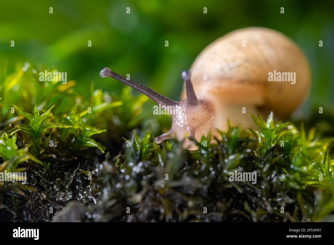 Macro photography Snail or slug shell on green Mosses Stock Photo - Alamy