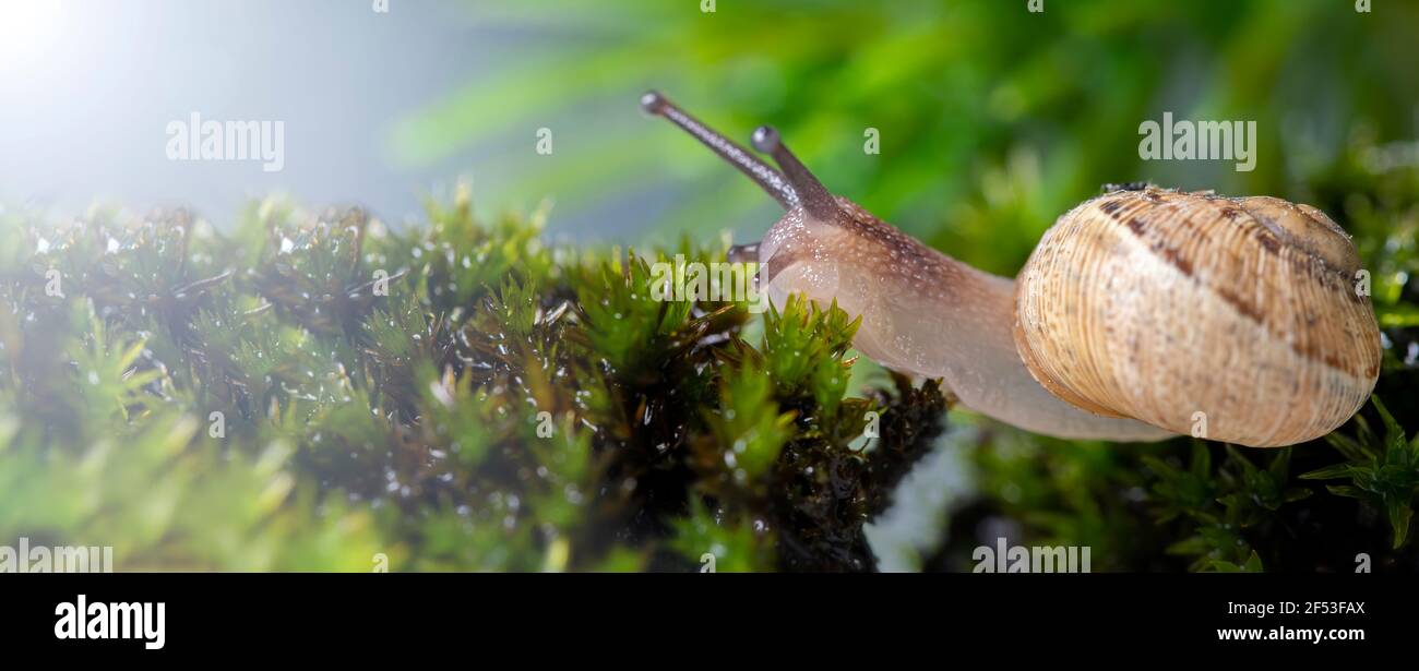 Macro photography Snail or slug shell on green Mosses, trying to pass a ...