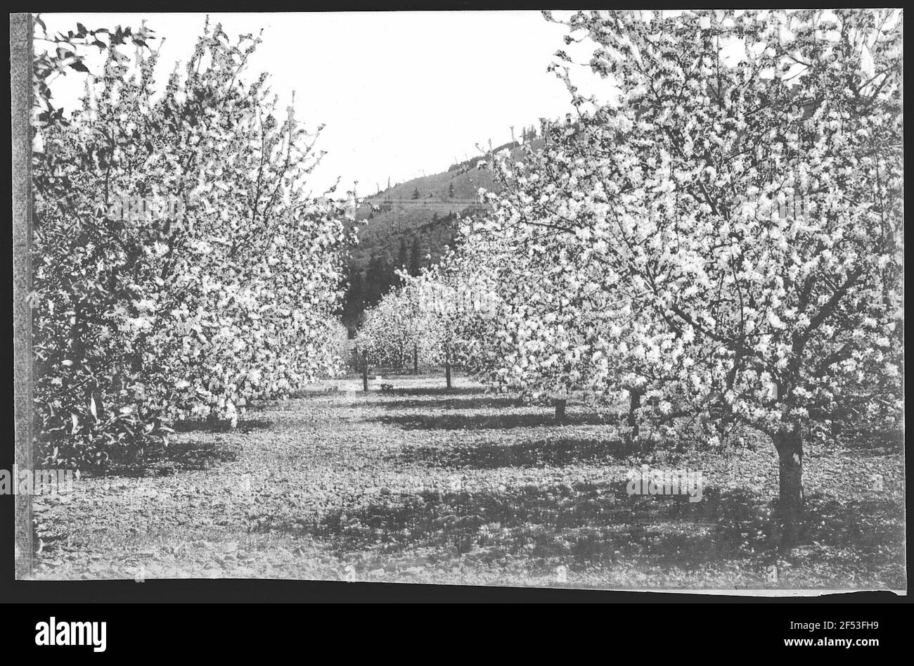 Oregon. Apple Orchard in Bloom, Hood River Stock Photo - Alamy