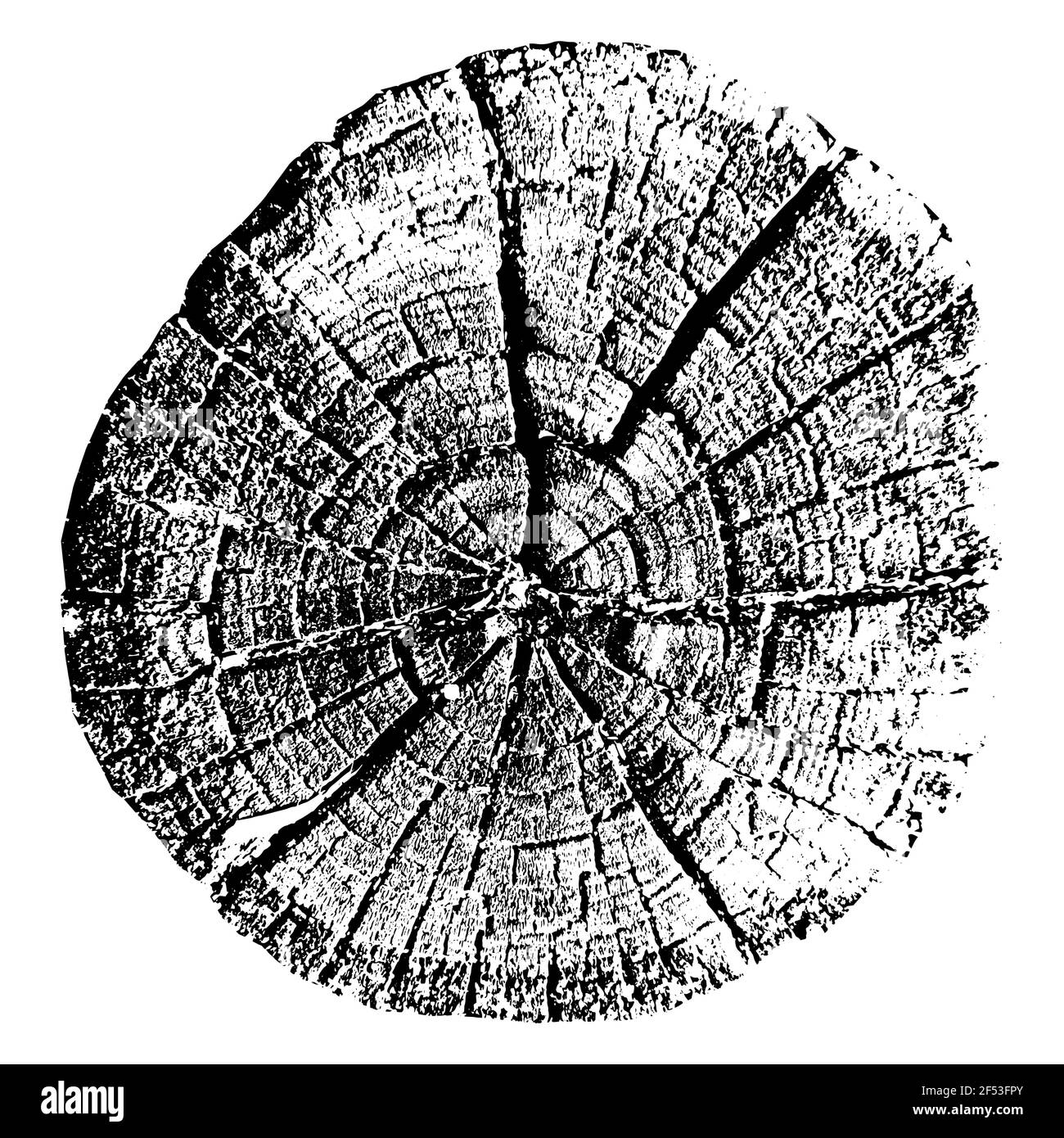 Tree Rings Illustration