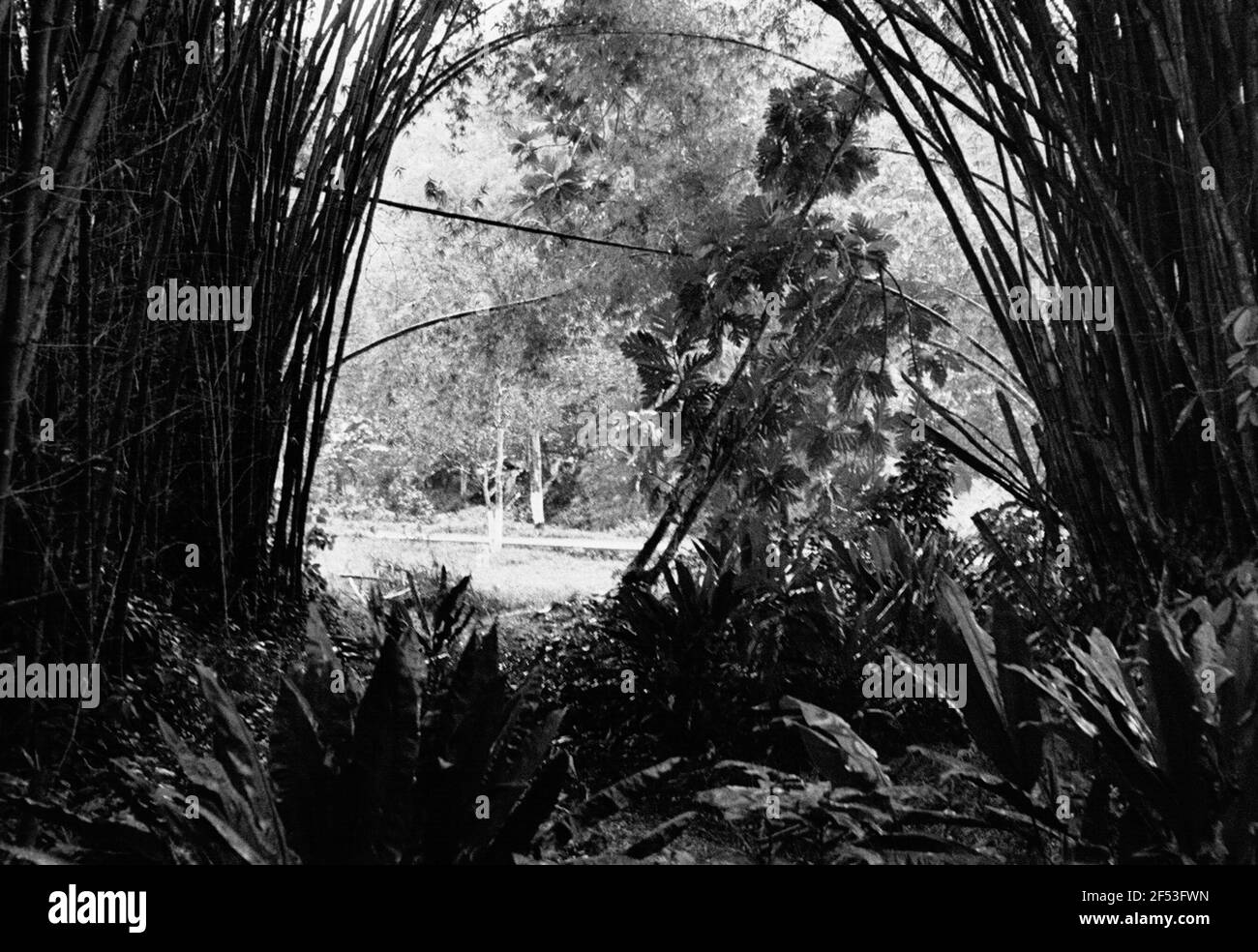 Botanical in nature Black and White Stock Photos & Images - Alamy