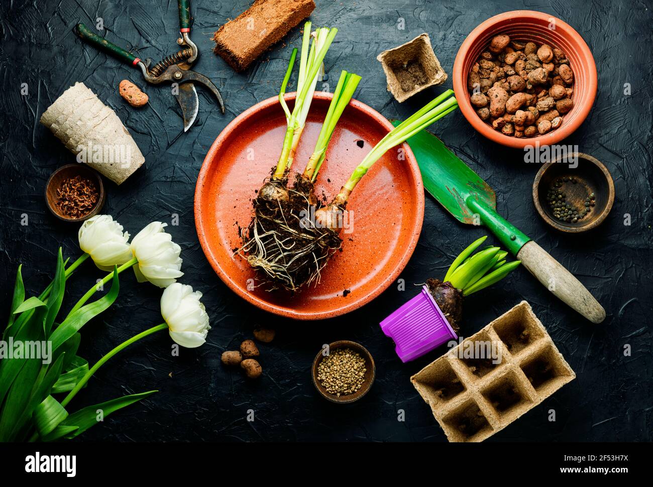 Hyacinth sprout,plant seeds and garden tools.Planting spring flowers ...