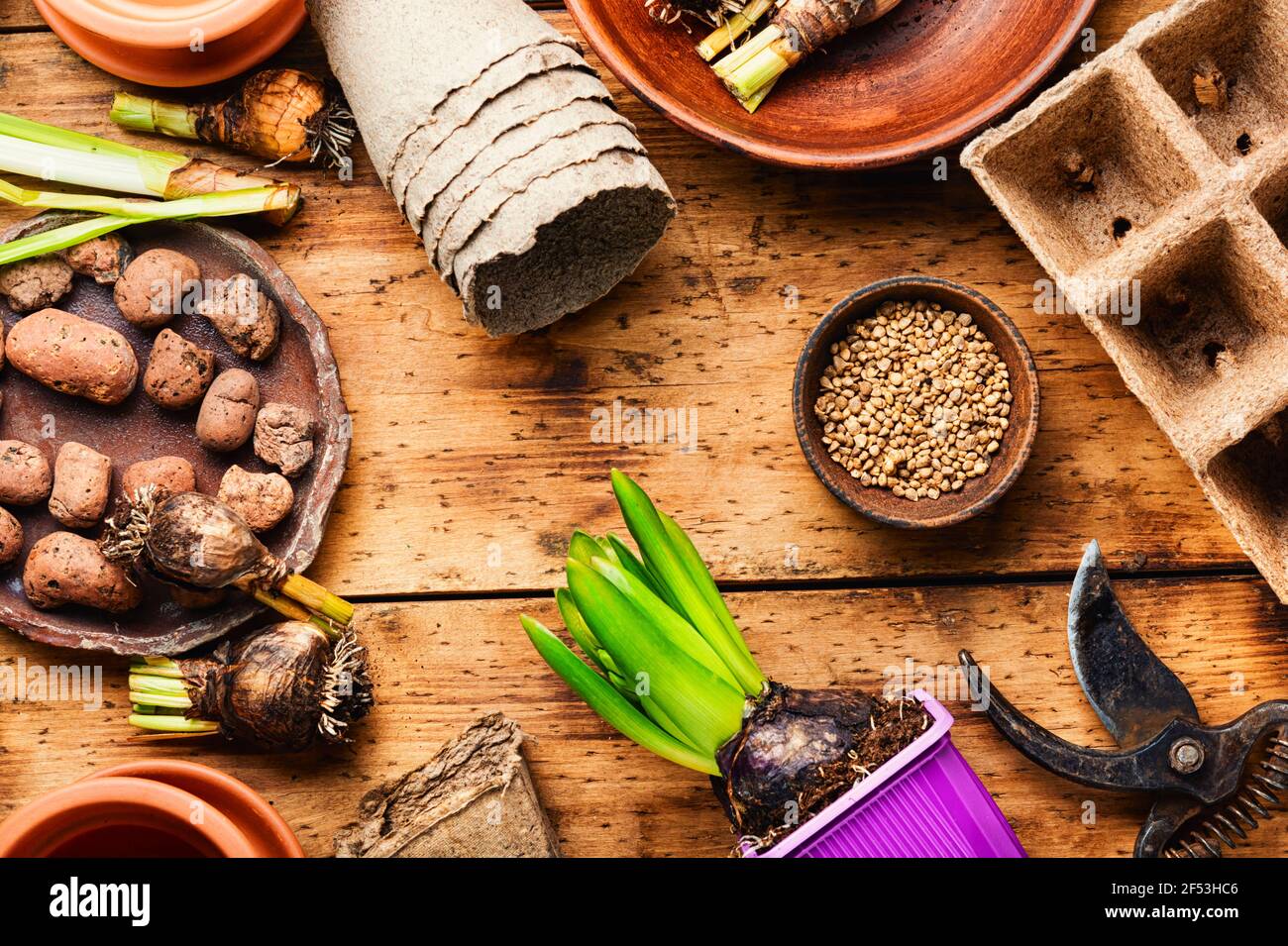 Hyacinth sprout,plant seeds and garden tools.Spring garden background ...