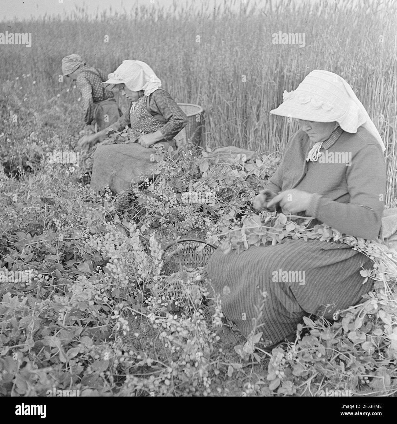 Crops with hood when picking pea pods on the field Stock Photo - Alamy