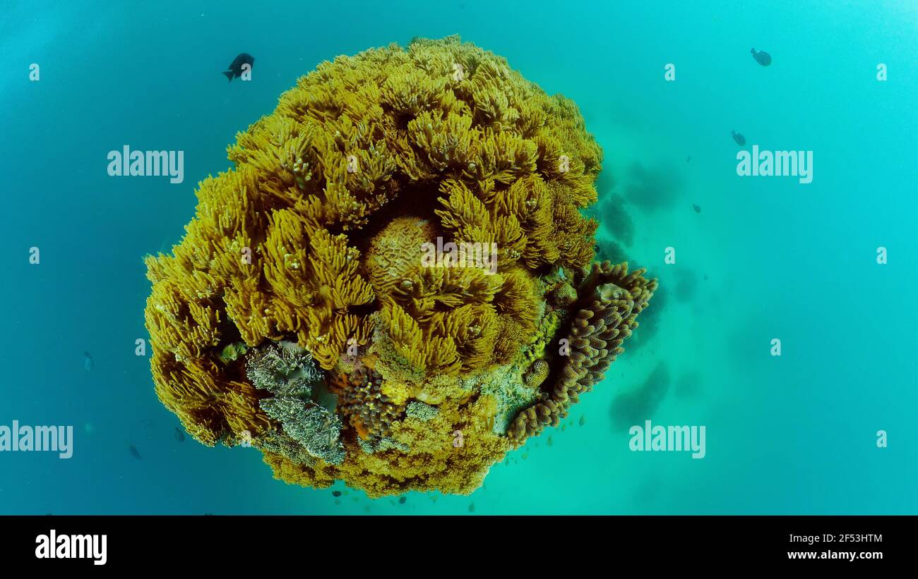 Tropical fishes and coral reef at diving. Beautiful underwater world ...