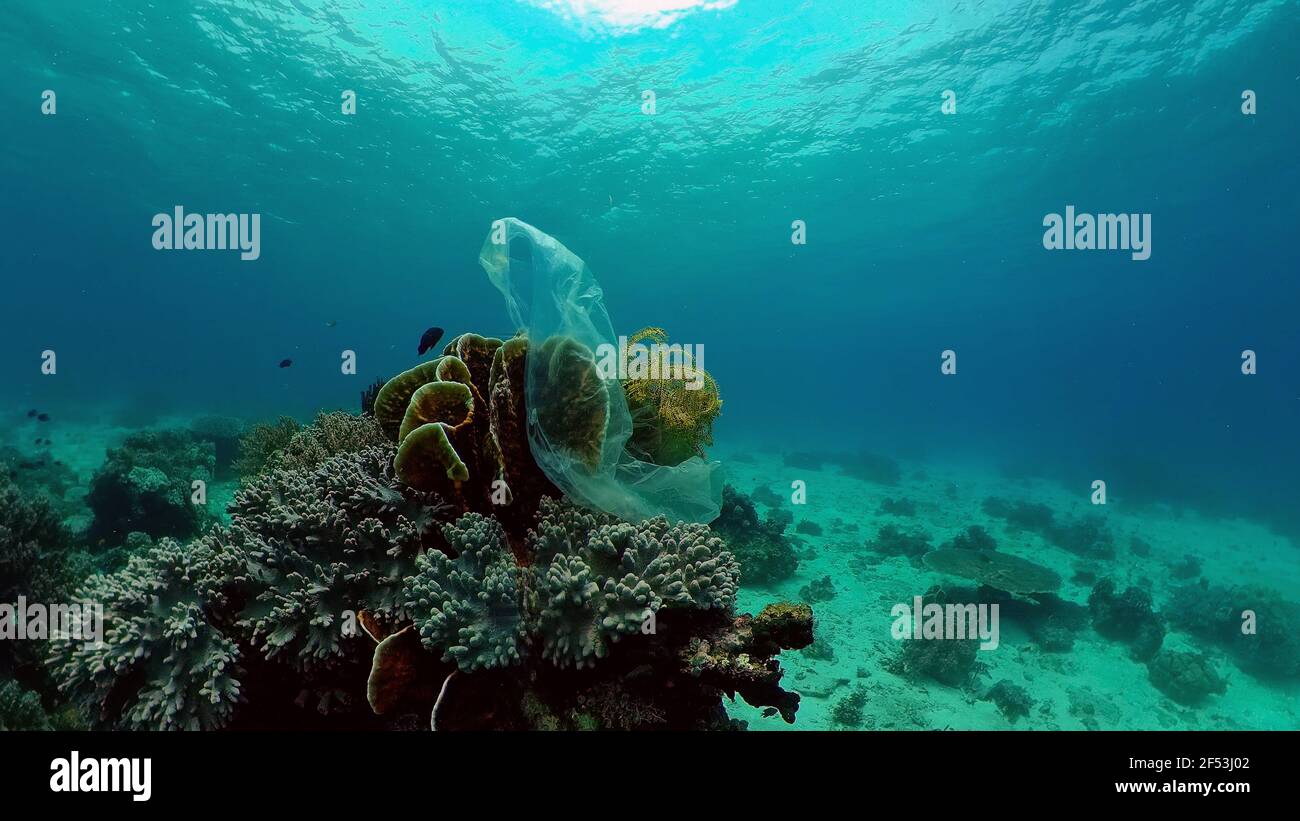 Coral Reef Fish Scene. Tropical underwater sea fish. Colourful tropical ...