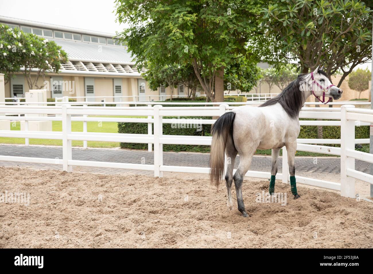 Al Shaqab Horse Racing Academy & Ottoman Stables, Doha, Qatar Stock ...