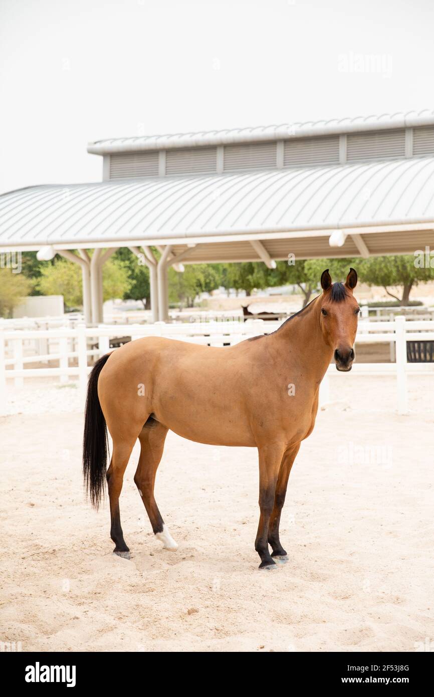 Arabian Horse Stables High Resolution Stock Photography and Images - Alamy