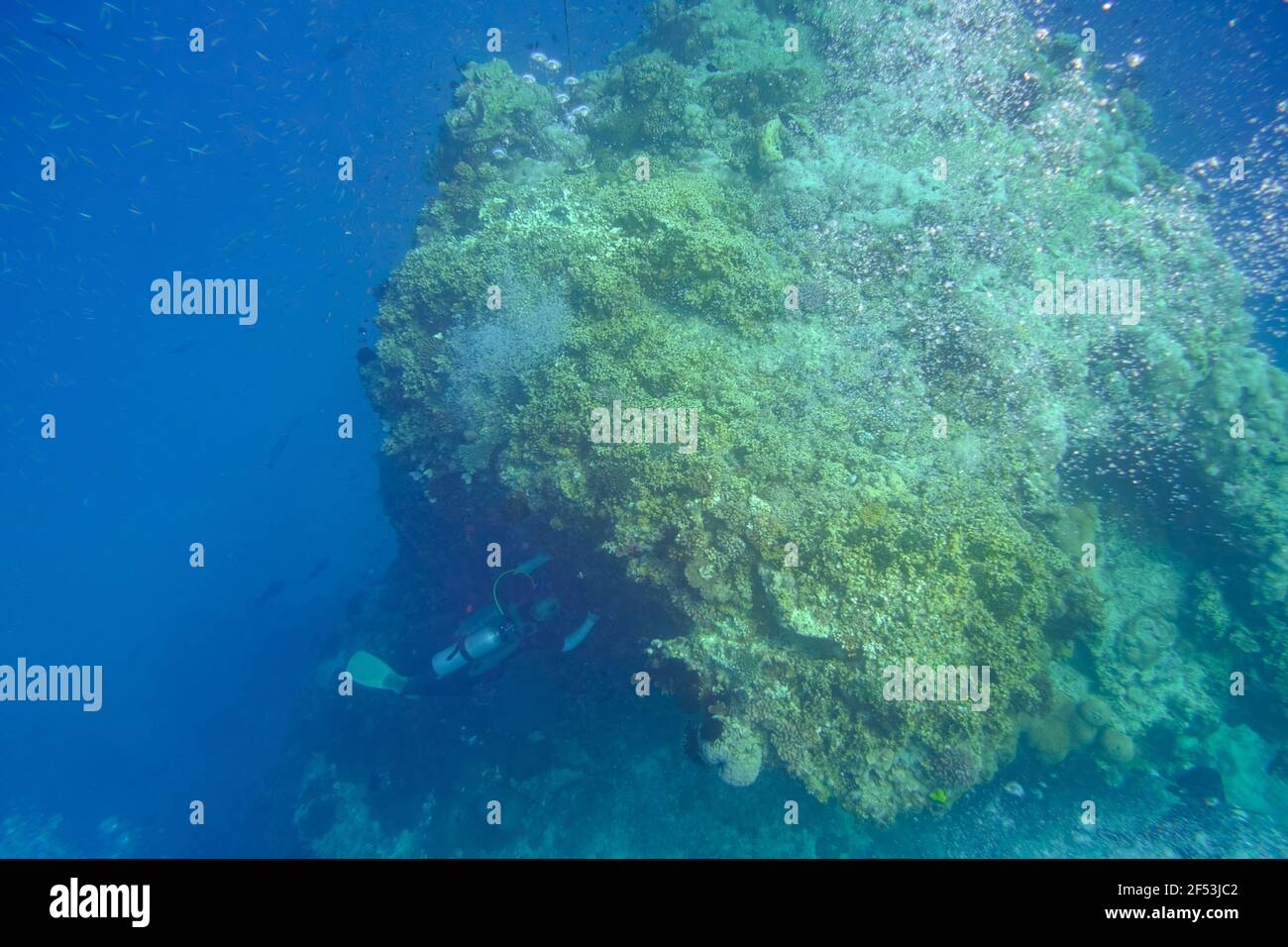 4 Night - Fly Dive Minke Whale Expedition - Lighthouse Bommie, Great ...