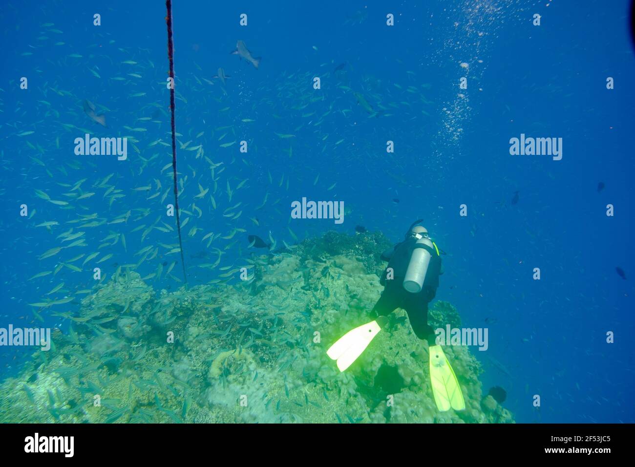 4 Night - Fly Dive Minke Whale Expedition - Lighthouse Bommie, Great ...