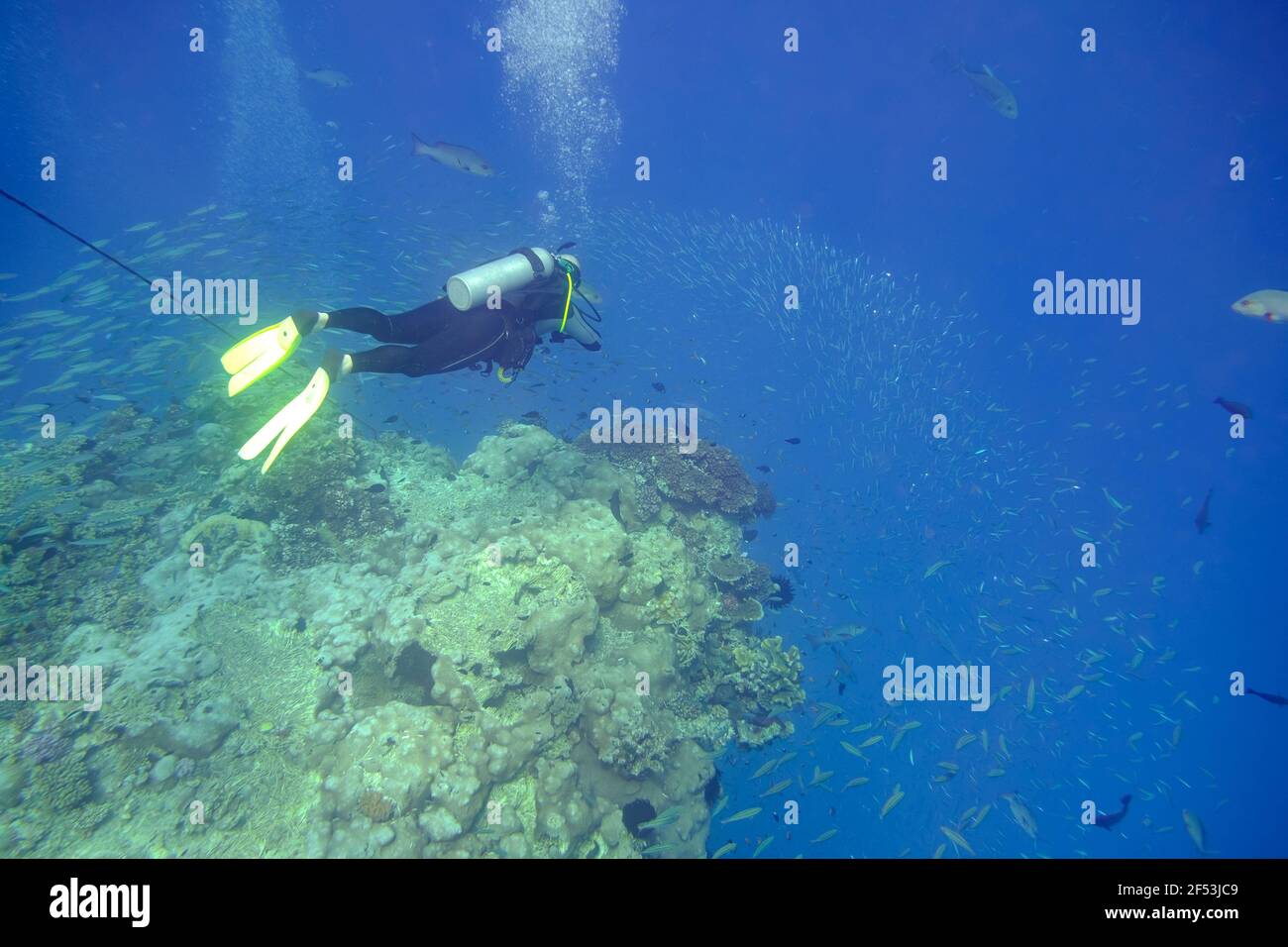 4 Night - Fly Dive Minke Whale Expedition - Lighthouse Bommie, Great ...