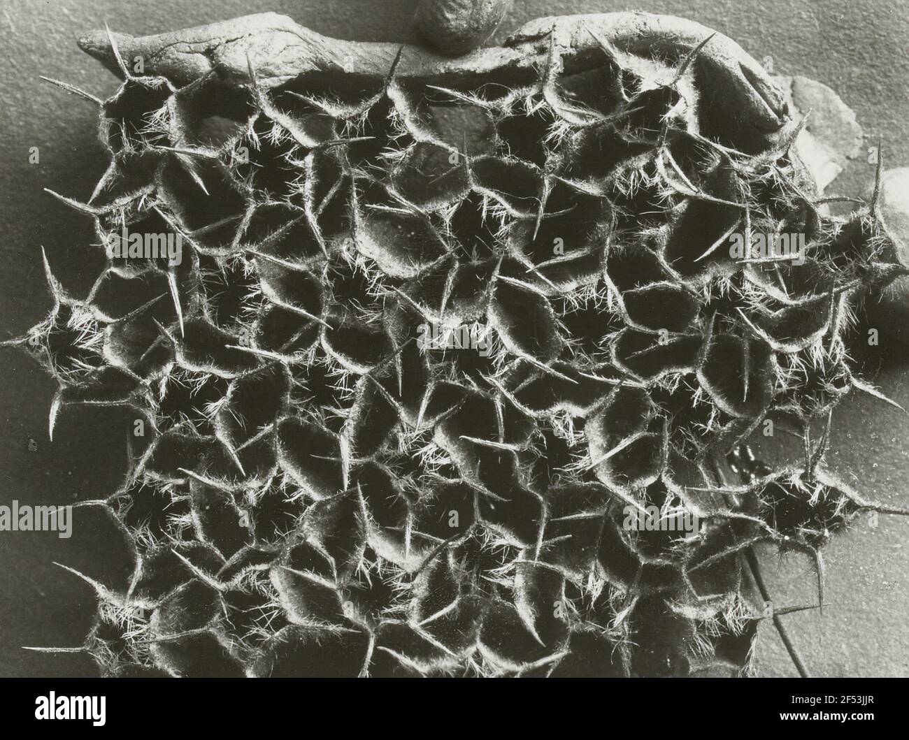 Black Nettle, God Detailed (Ballota Acuta Stock Photo - Alamy