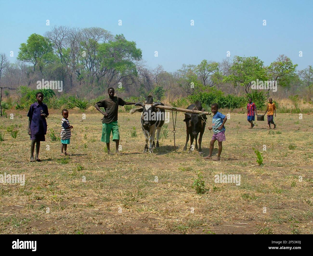 21 October 2005, An African labourer with his oxen and small family in ...