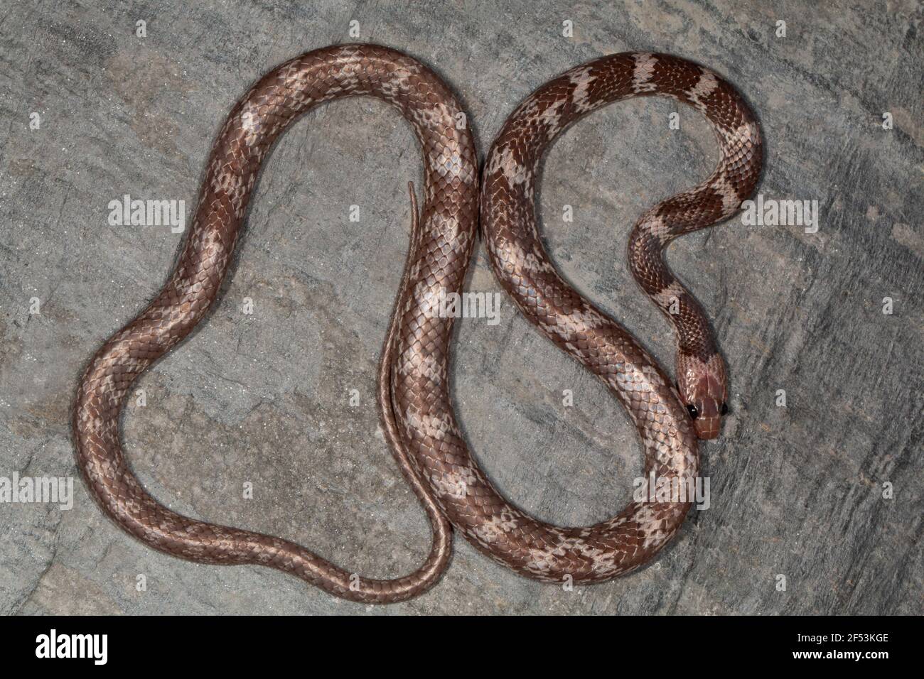 Deccan wolf snake, Lycodon deccanensis is a recently described species ...