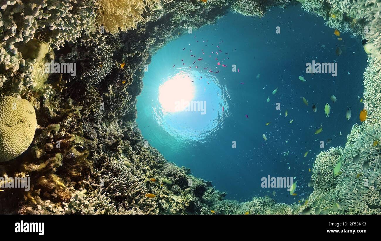 Colourful tropical coral reef scene hi-res stock photography and images ...