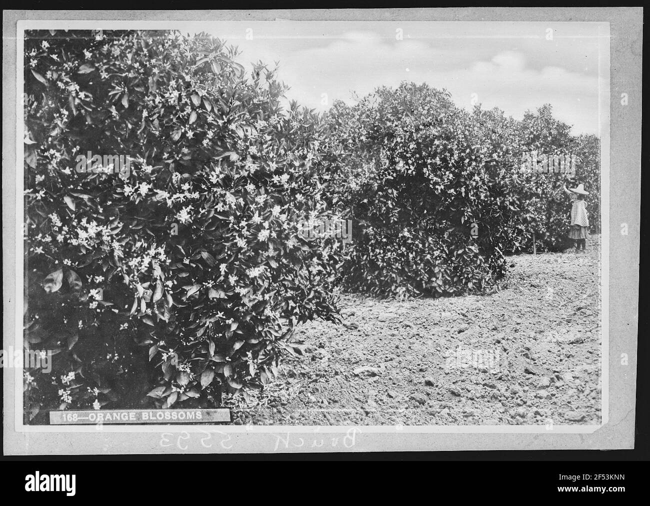 Orange blossoms Black and White Stock Photos & Images - Alamy