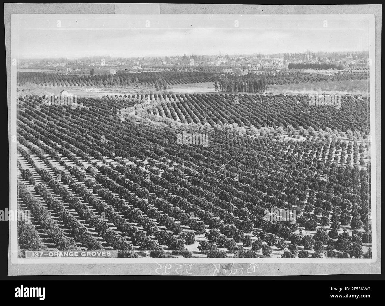 Fruit orange green Black and White Stock Photos & Images - Alamy