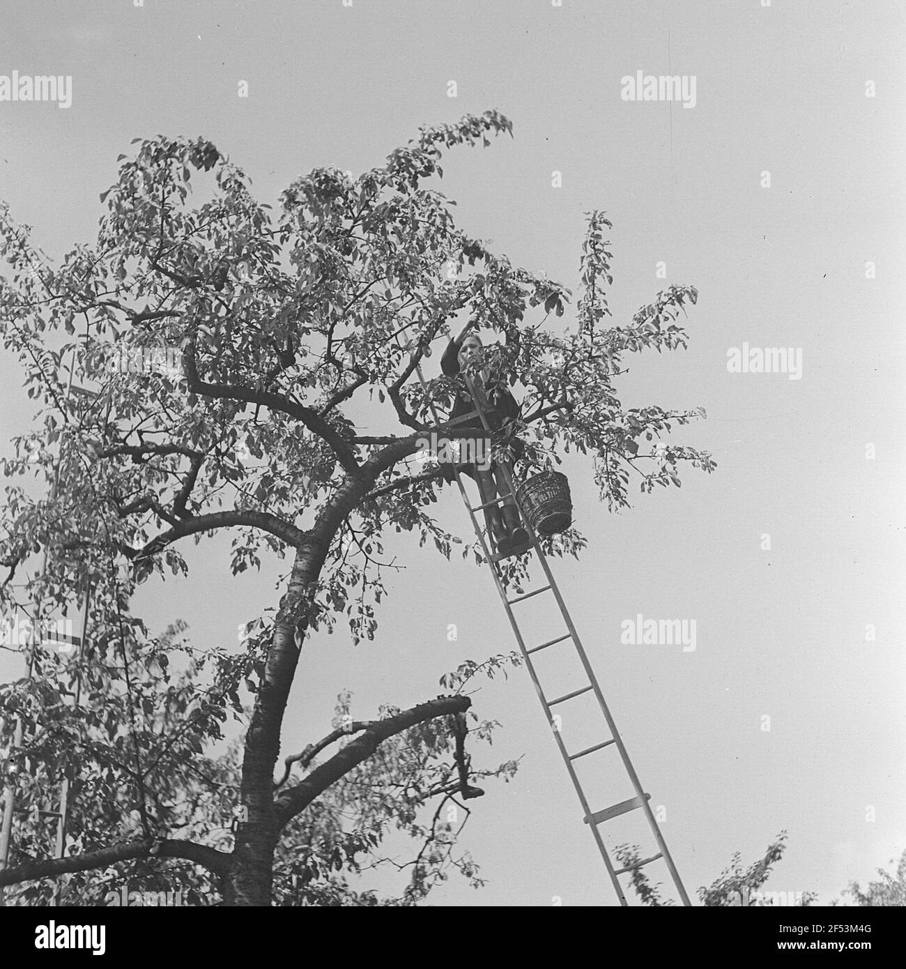 Harvest helper on a ladder when picking cherries Stock Photo - Alamy