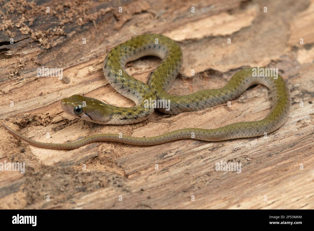The checkered keelback, Fowlea piscator, also known commonly as the ...