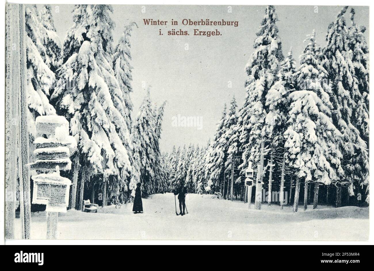 Trees in winter season Cut Out Stock Images & Pictures - Alamy