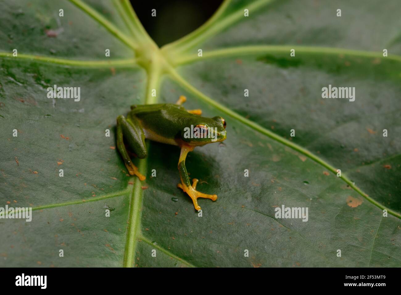 A Critically Endangered False Malabar Gliding Frog - Rhacophorus ...