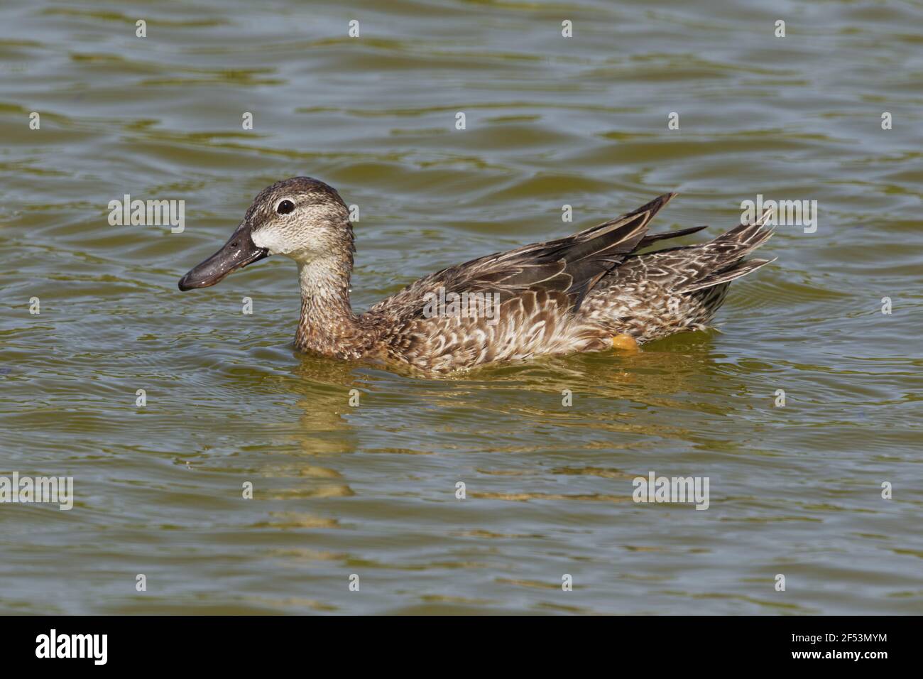 Female blue winged teal hi-res stock photography and images - Alamy