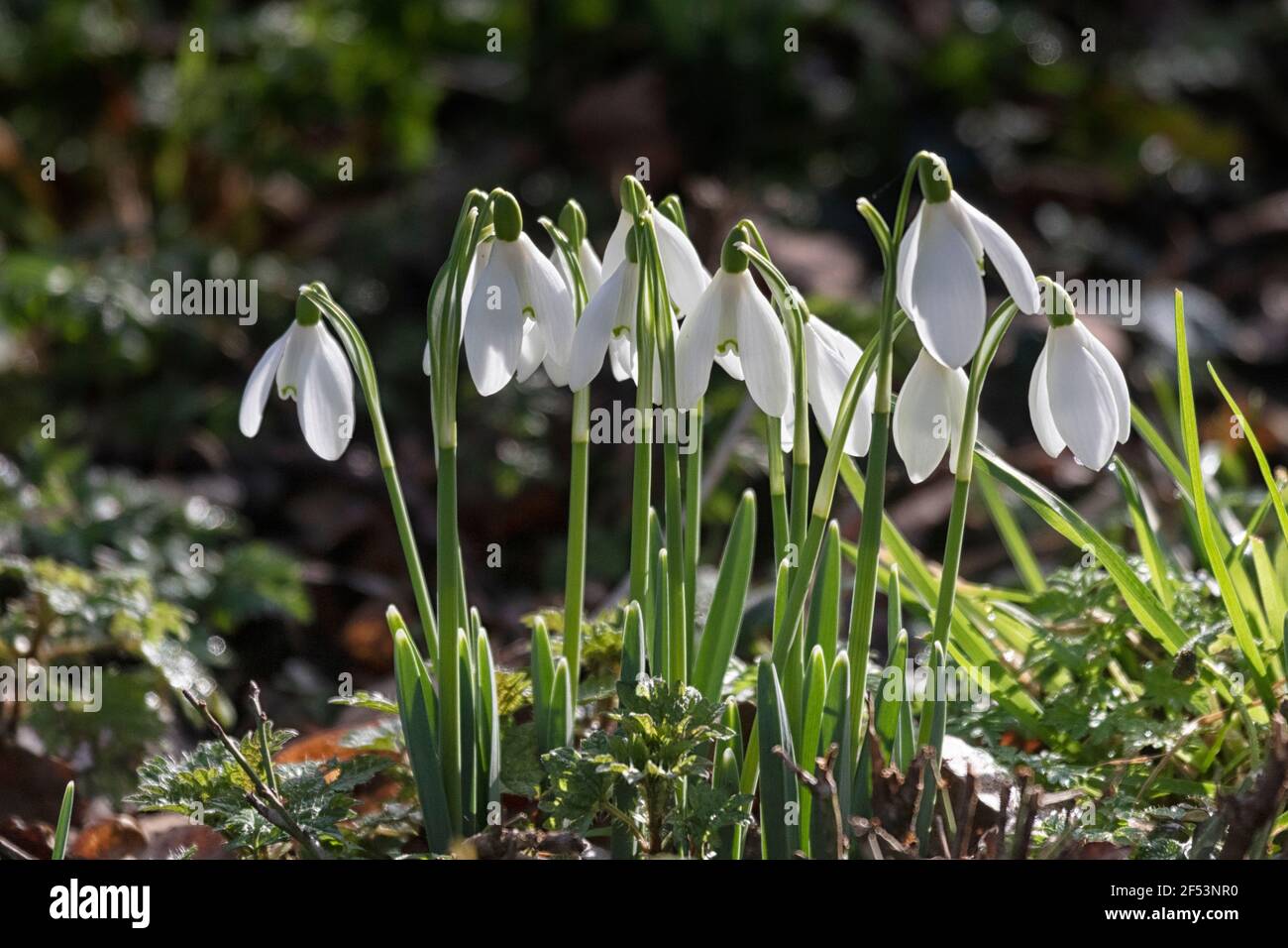 Snowdrops in Springtime, Norfolk, England, UK Stock Photo - Alamy
