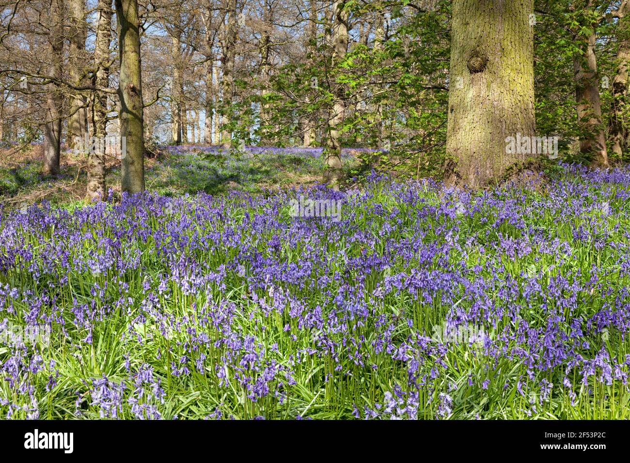 Walking amongst wildflowers hi-res stock photography and images - Alamy