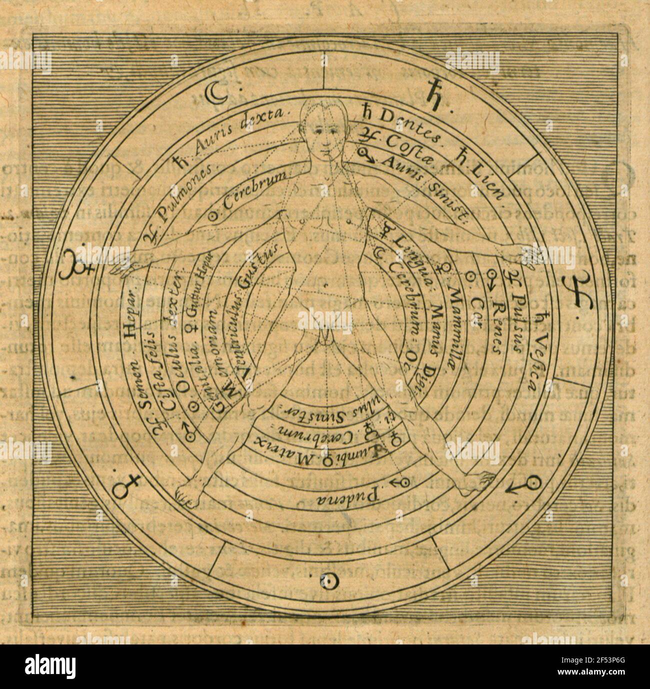 Harmony of micro and macrosemos, relationship between humans and ...