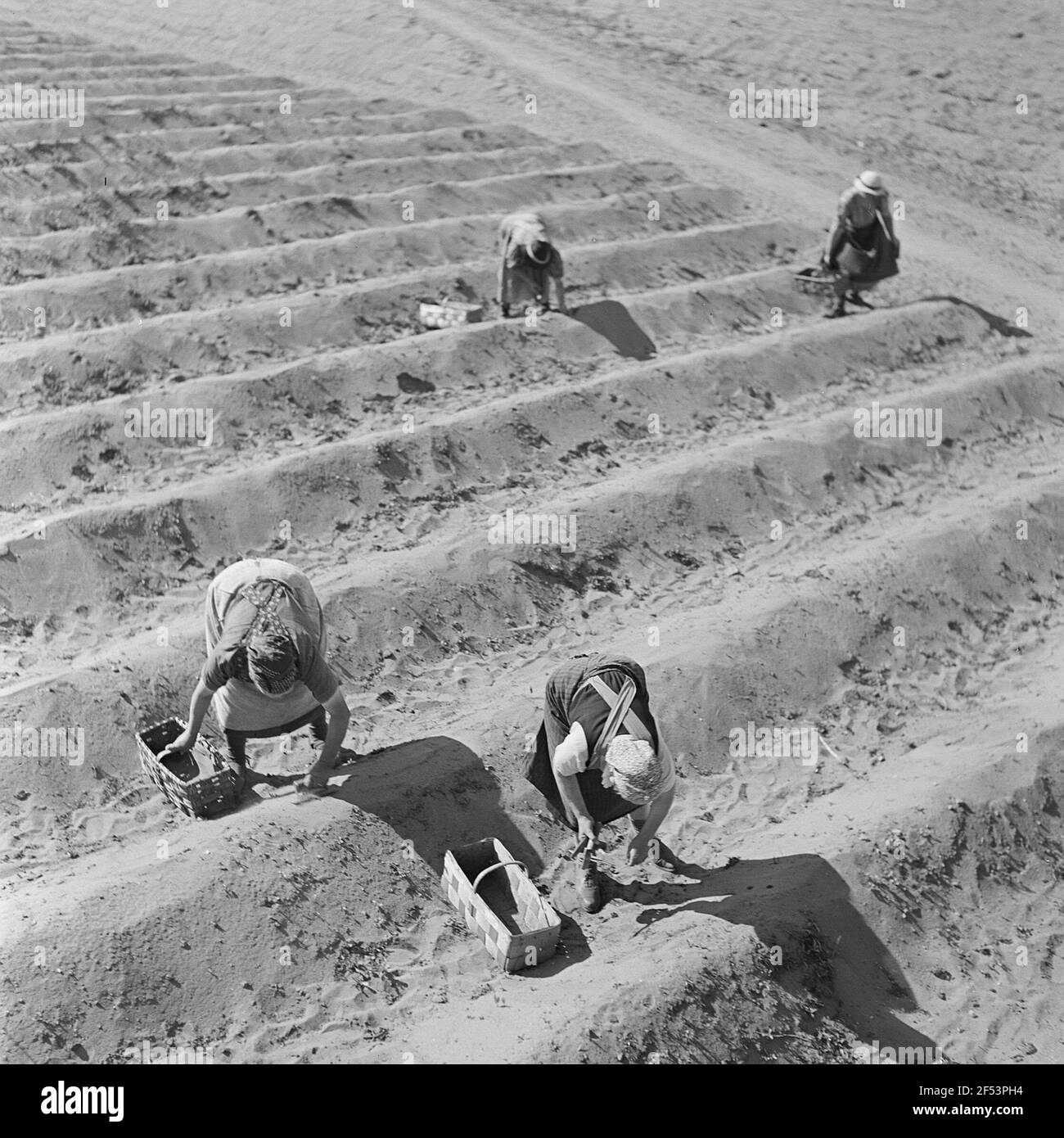 Women workers in traditional Black and White Stock Photos & Images - Alamy
