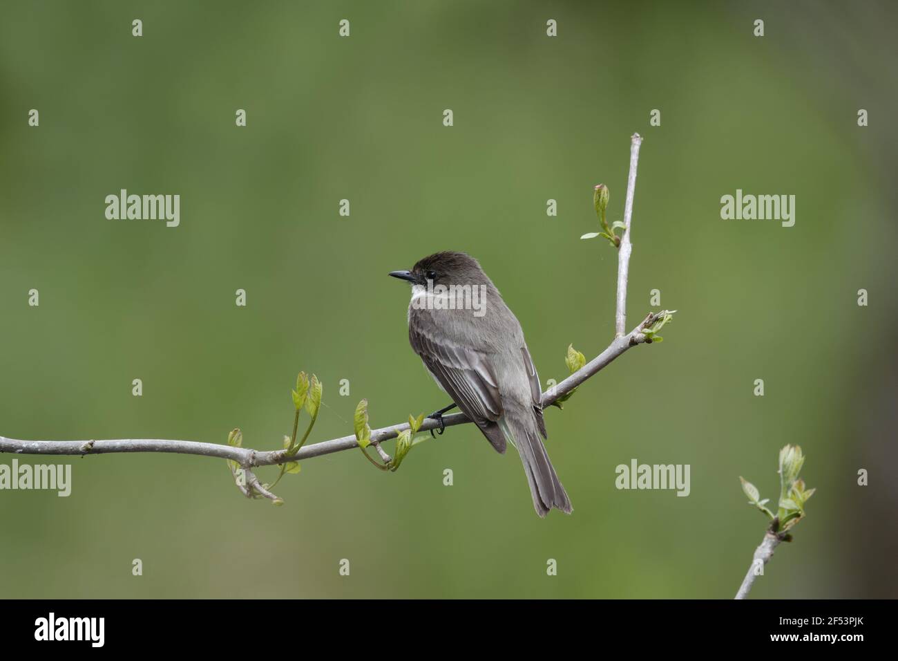 Eastern Phoebe Sayornis phoebe Ontario, Canada BI027138 Stock Photo - Alamy
