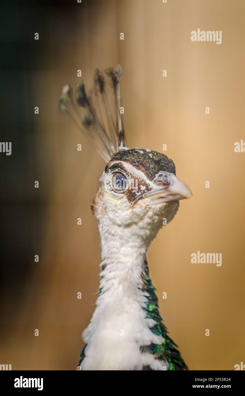 Beautiful peahen hi-res stock photography and images - Alamy