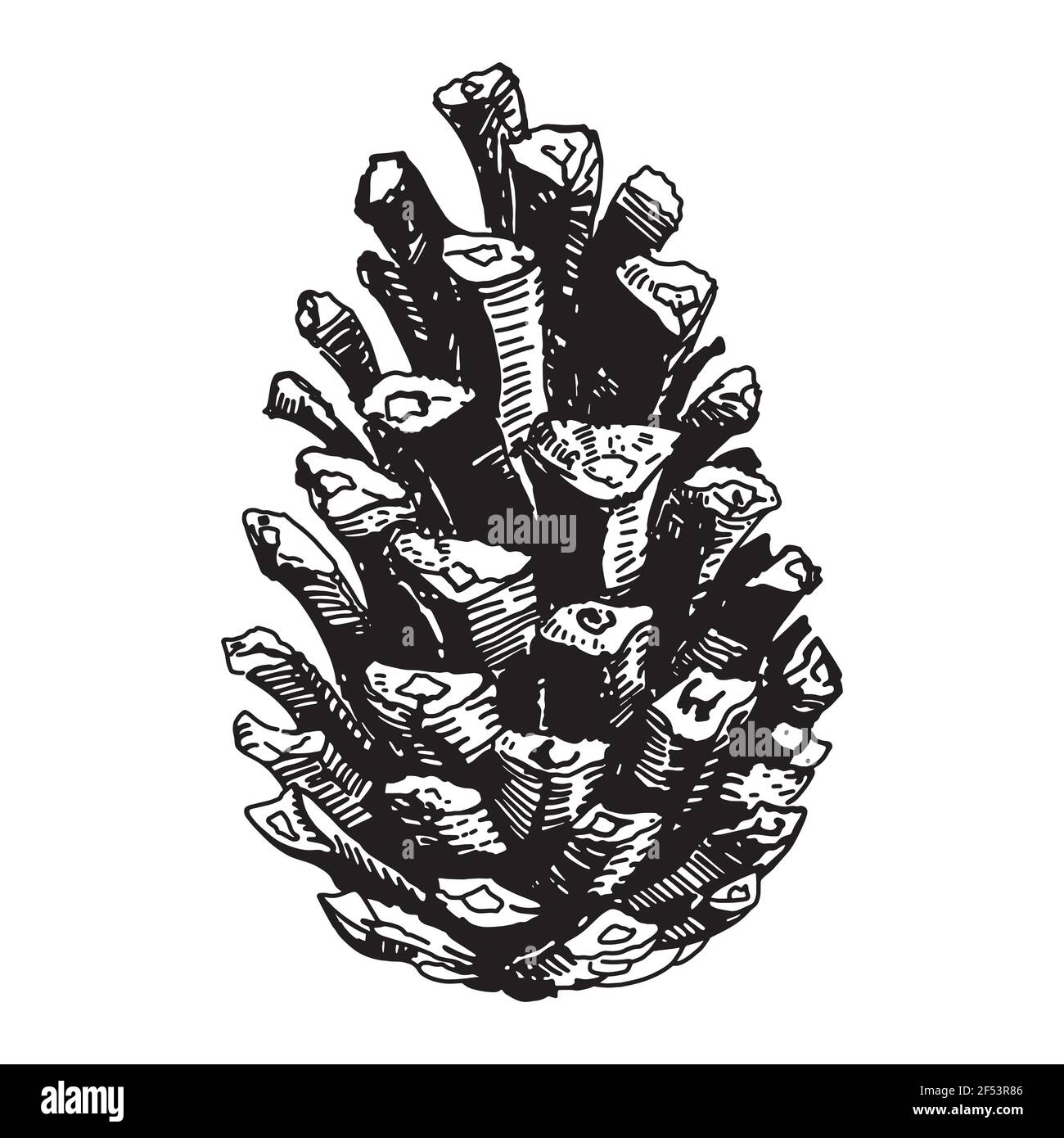 Vintage Pine Cone Illustration