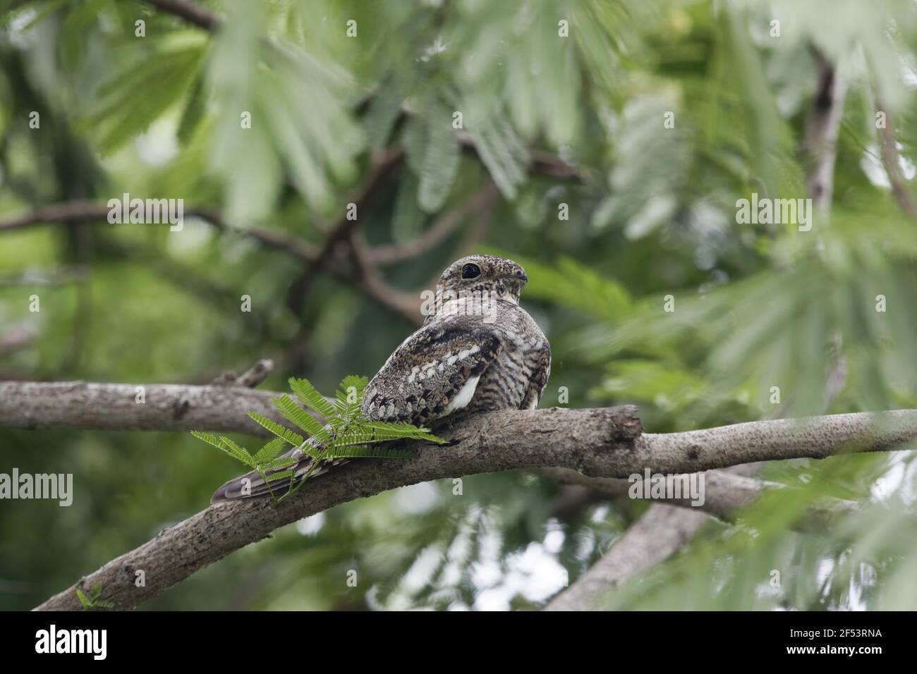 Lesser Nighthawk - roosting during the day Chordeiles acutipennis Gulf ...