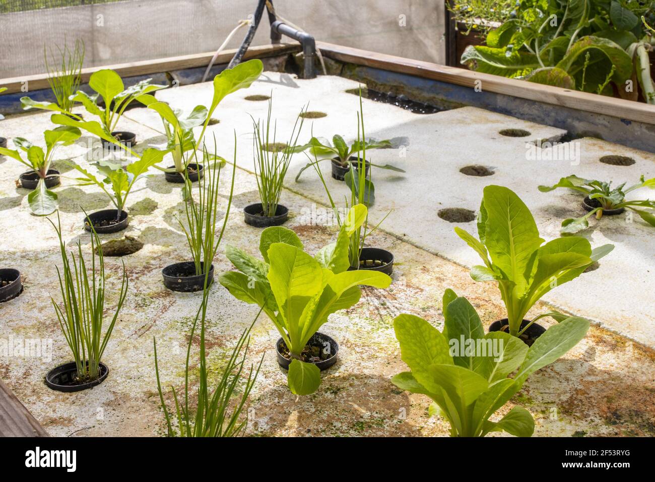 Aquaponics refers to a food production system that couples aquaculture ...