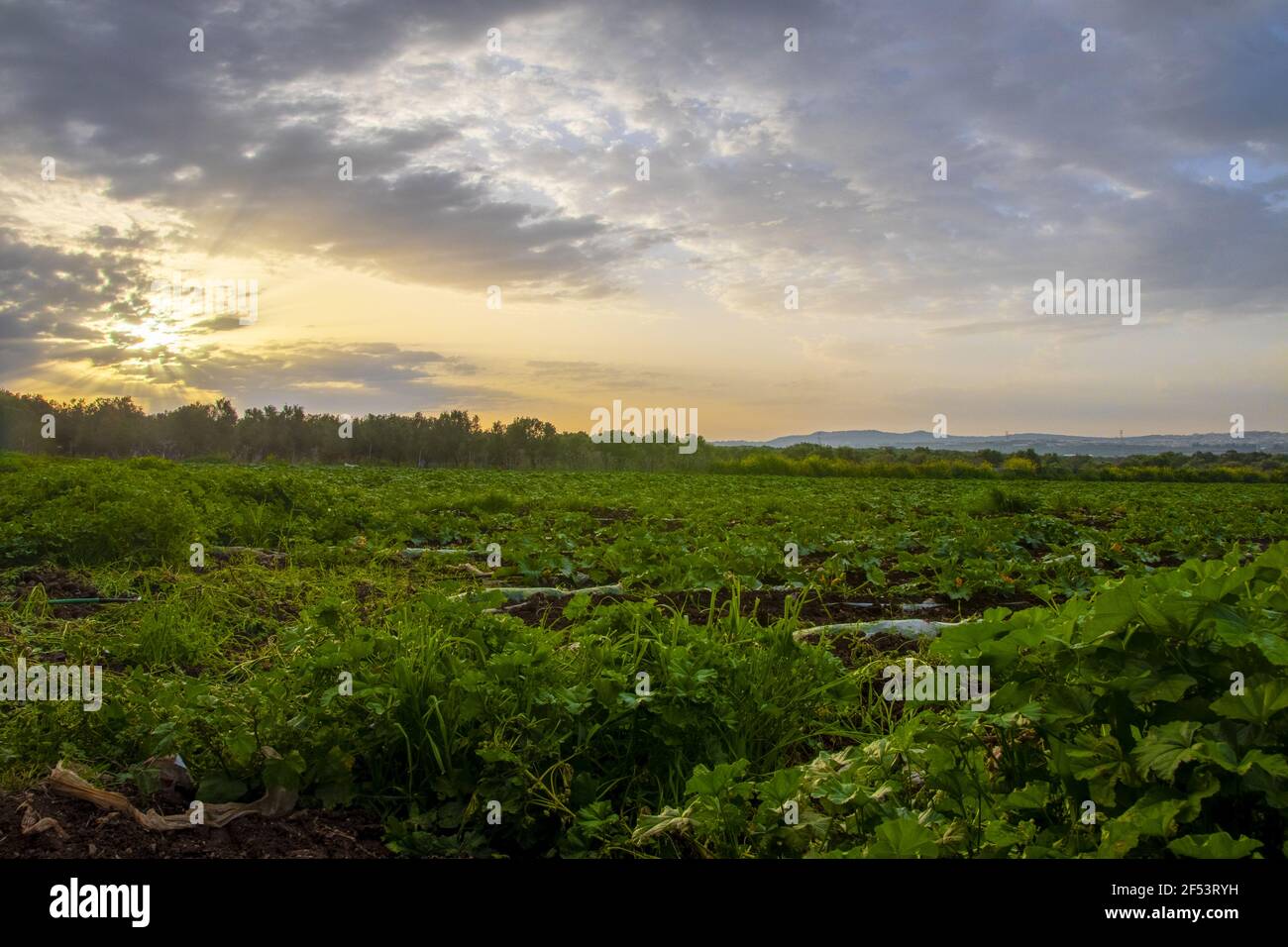 a beautiful and splendid organic farm in Tamra village at sun set Stock ...