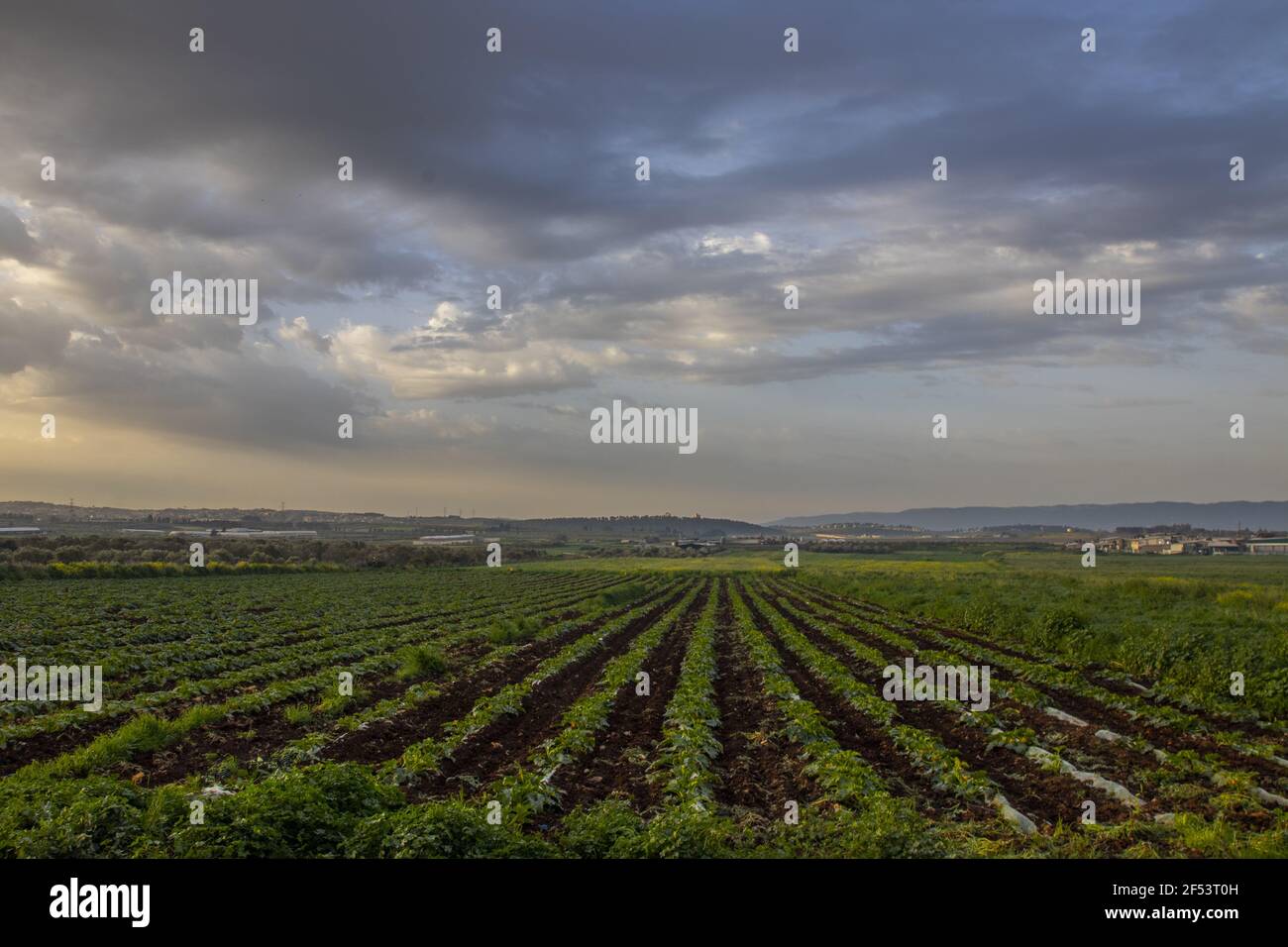 a beautiful and splendid organic farm in Tamra village at sun set Stock ...