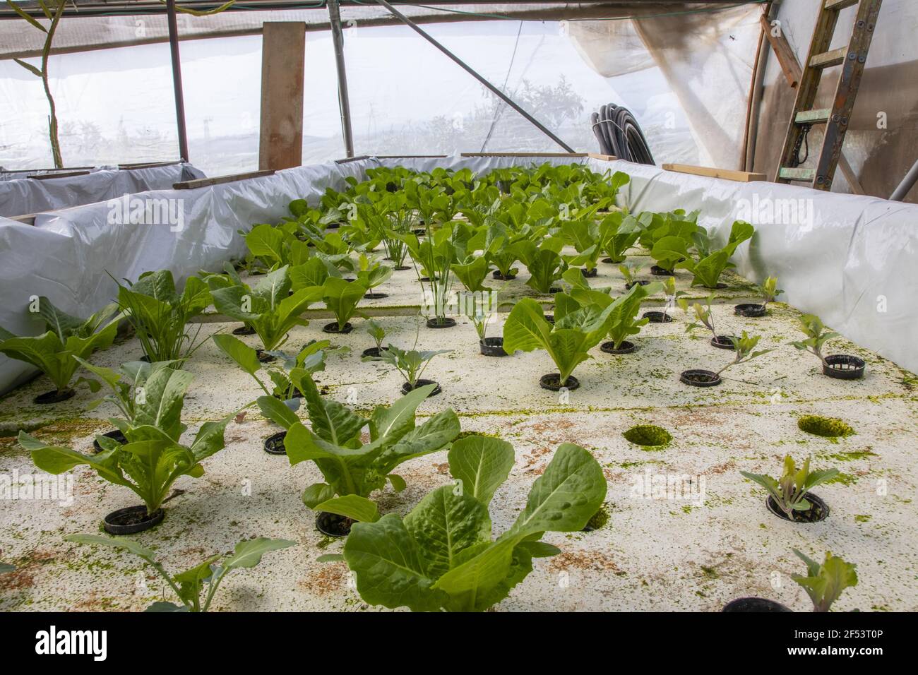 Aquaponics refers to a food production system that couples aquaculture ...