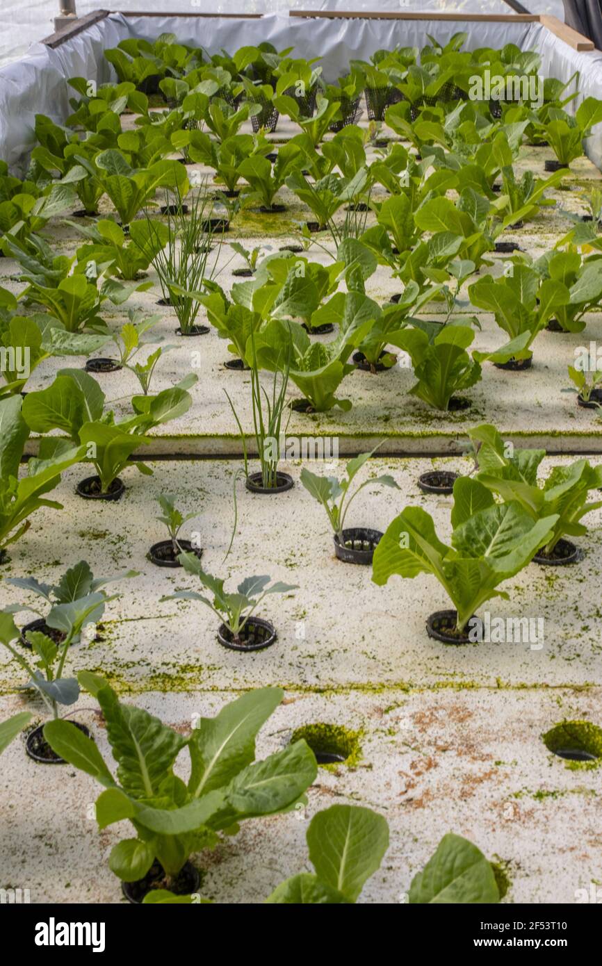 Aquaponics refers to a food production system that couples aquaculture ...