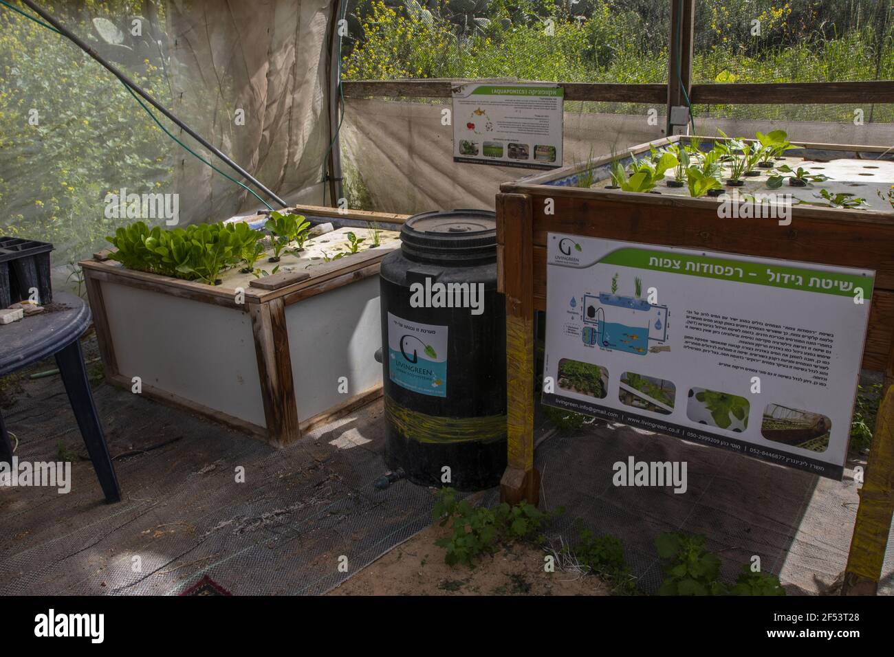 Aquaponics refers to a food production system that couples aquaculture ...